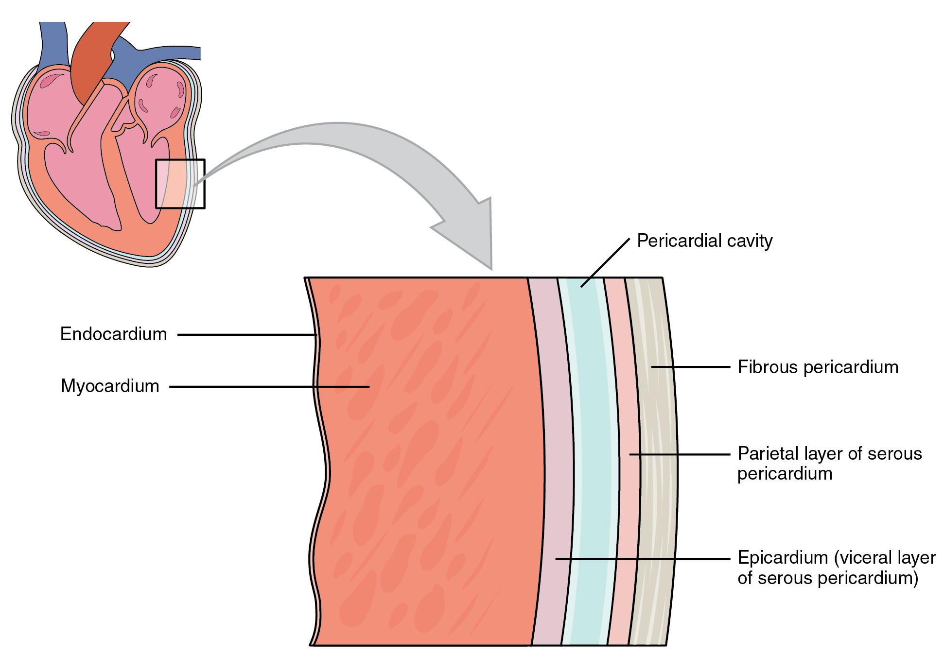 Understanding the Mediastinum & Pericardium: Anatomy and Function ...